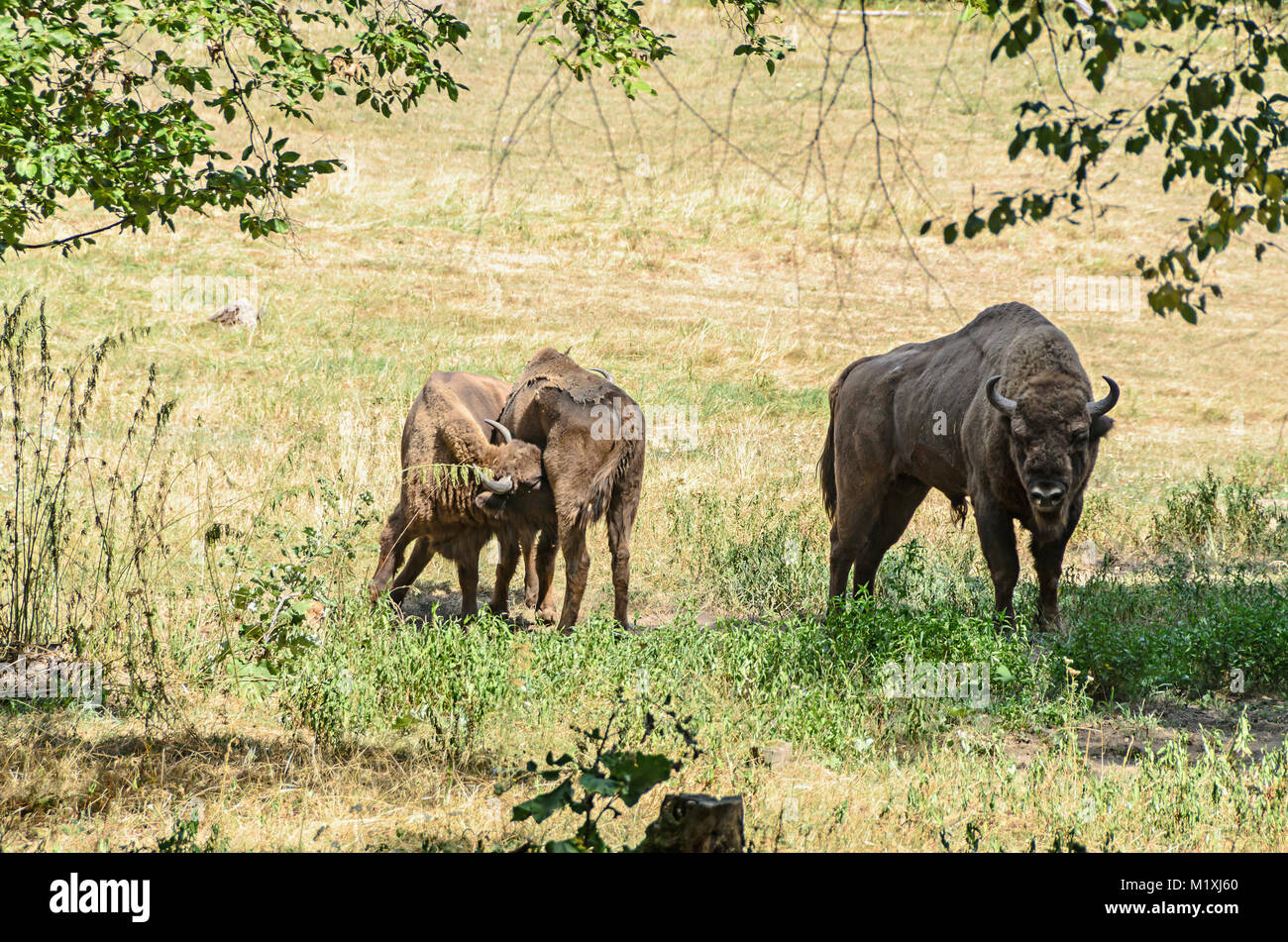 Genus bison hi-res stock photography and images - Alamy