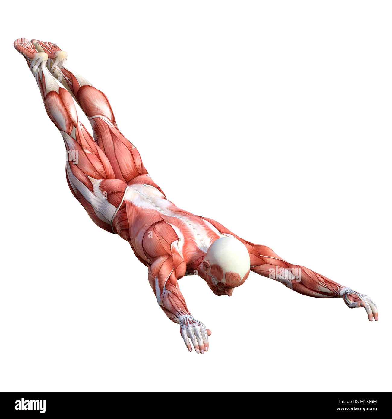 3D rendering of a male anatomy figure with muscles map exercising ...