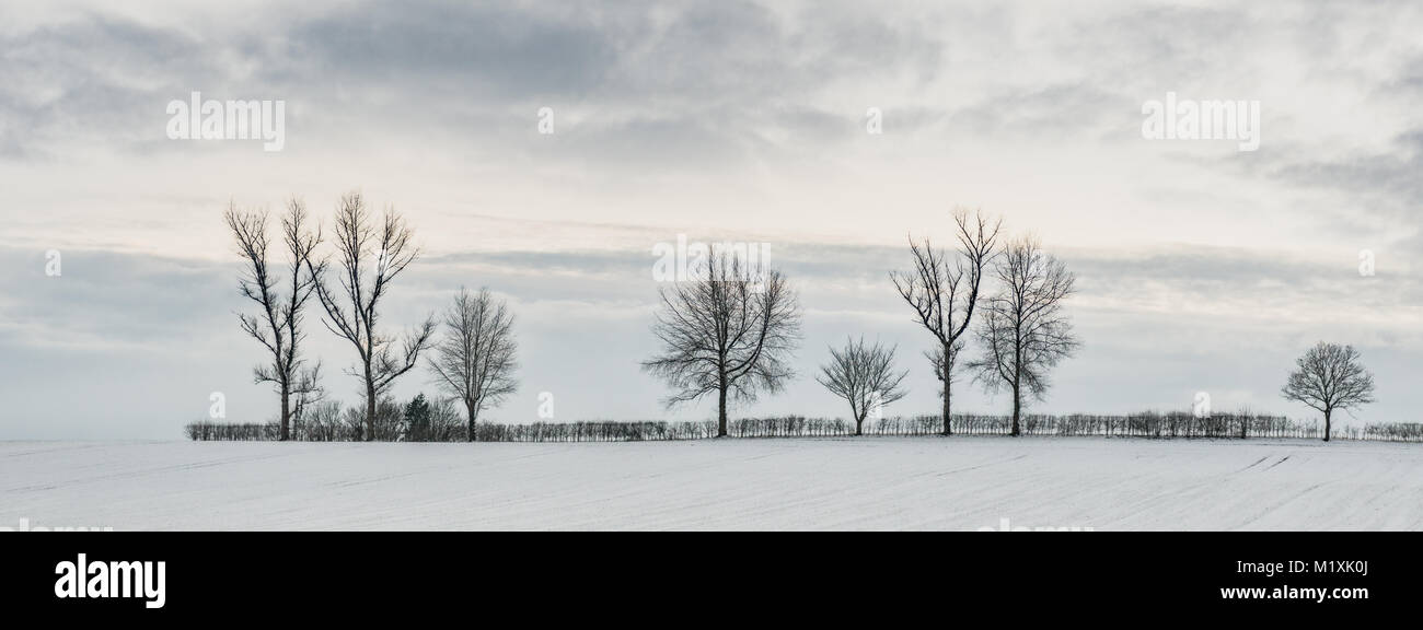 Tree line in winter snow England, UK in evening light Stock Photo - Alamy