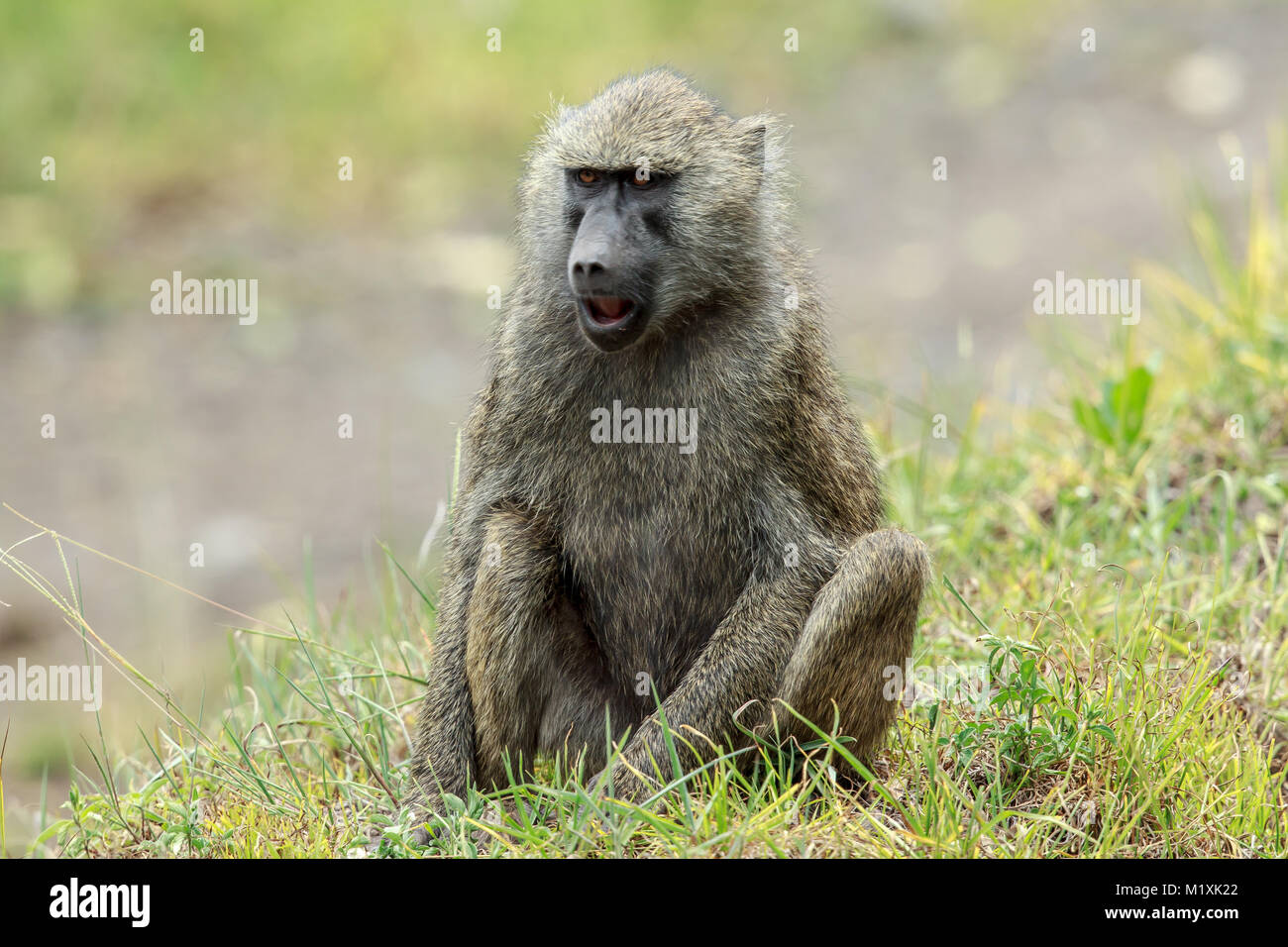 Cheeky african monkey hi-res stock photography and images - Alamy