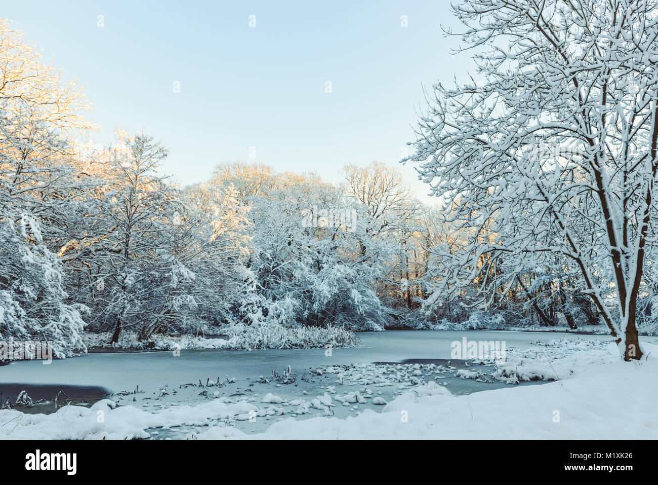 snow; tree; line; snowfall; trees; landscape; treeline; season; bare ...