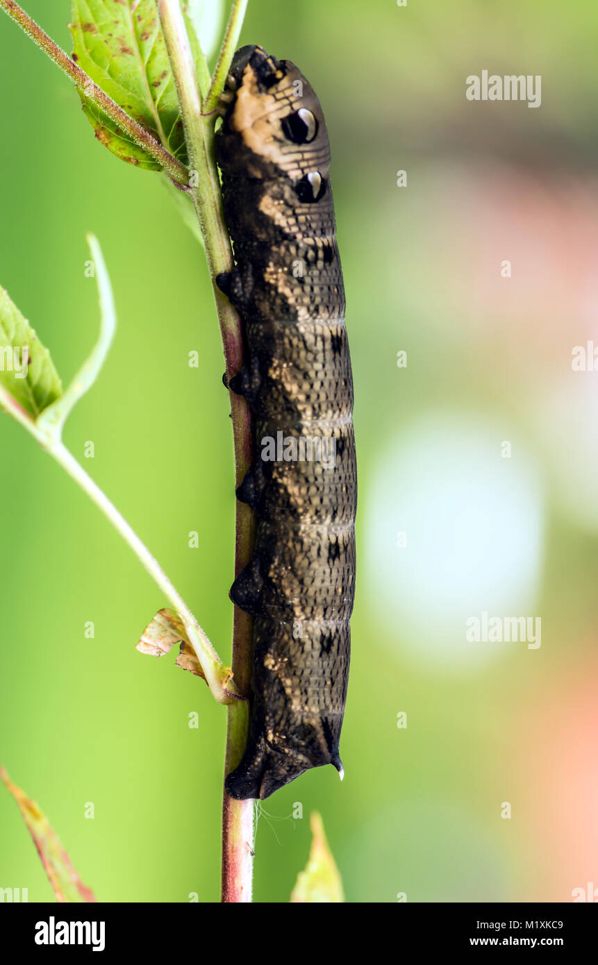 Larva of an Elephant Hawk-Moth Stock Photo - Alamy