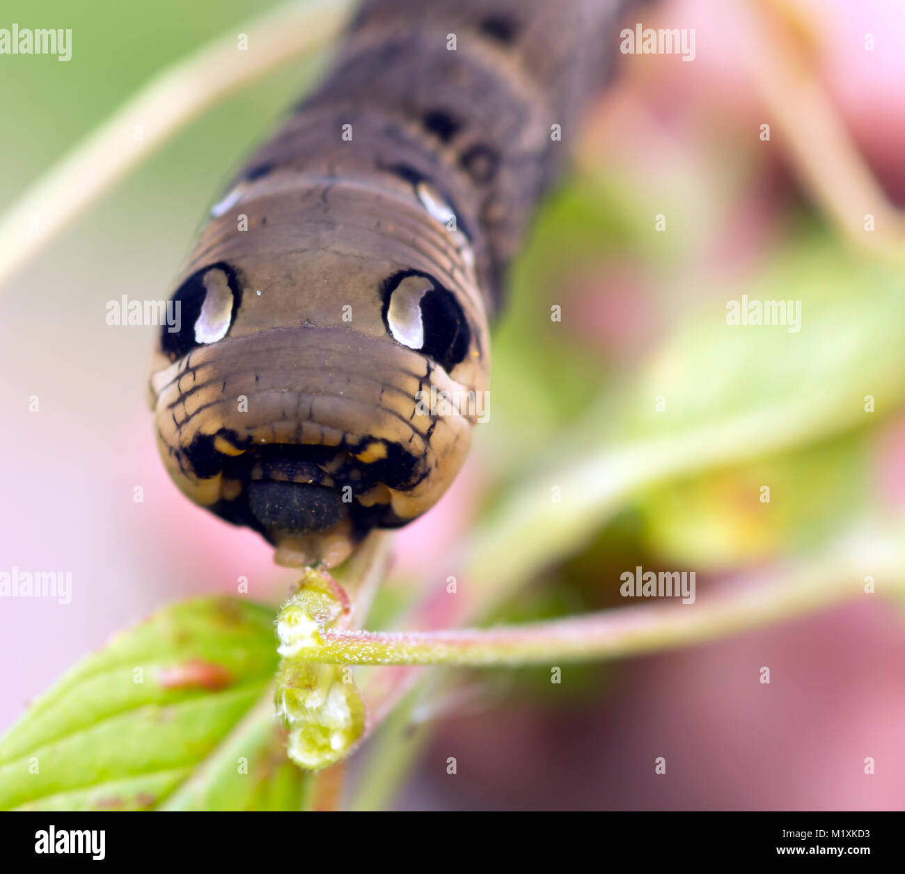 Elephant hawk moth caterpillar hi-res stock photography and images - Alamy
