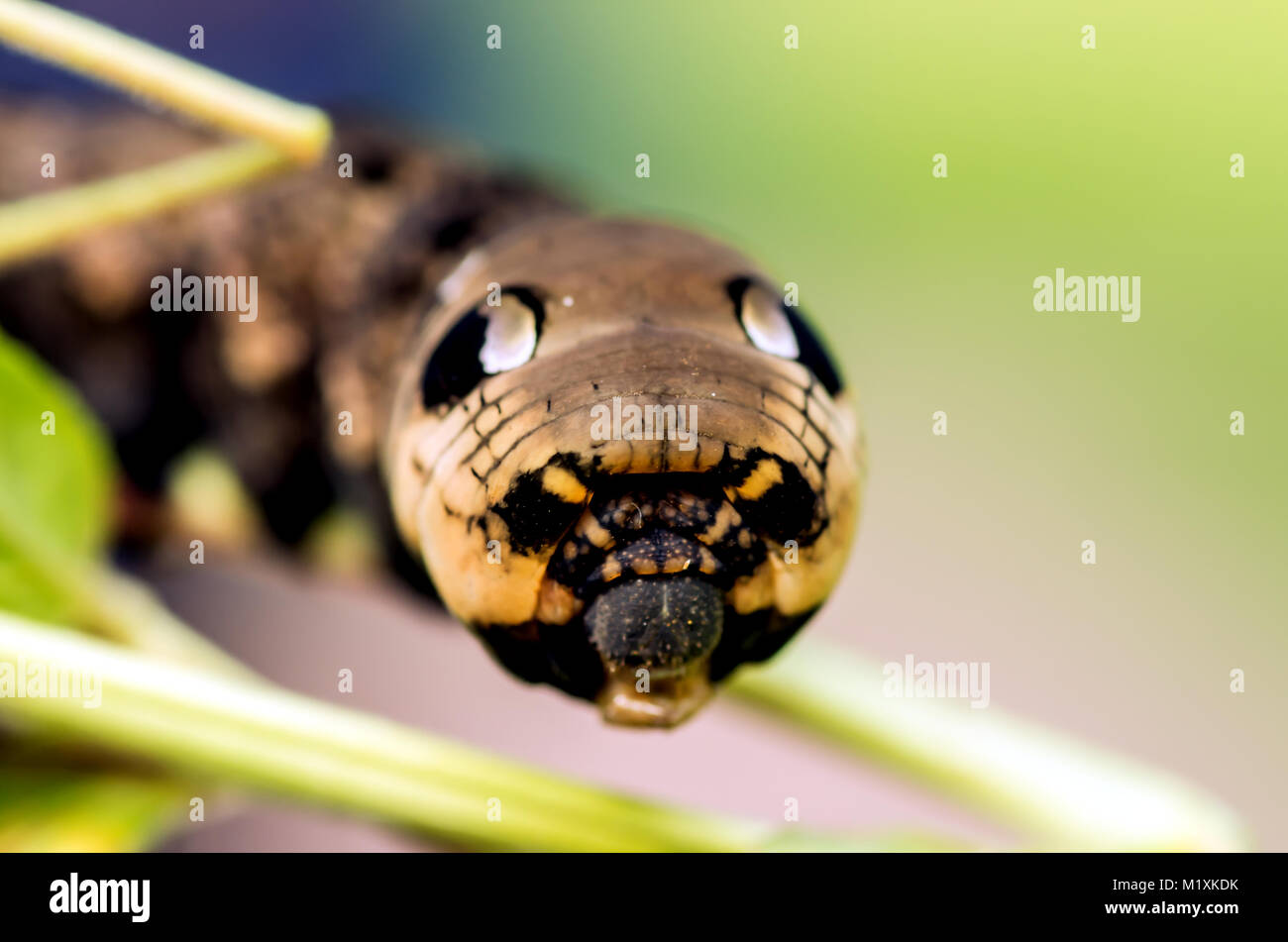 Larva of an Elephant Hawk-Moth Stock Photo - Alamy