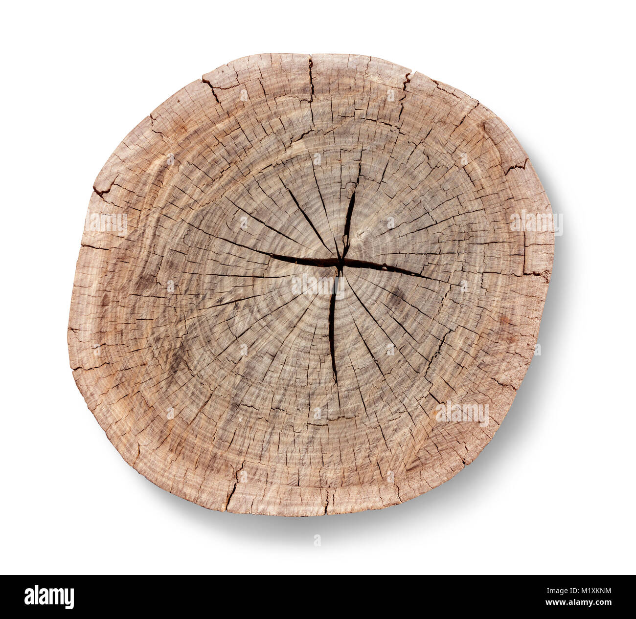 Top view of a tree stump isolated on white background with clipping ...