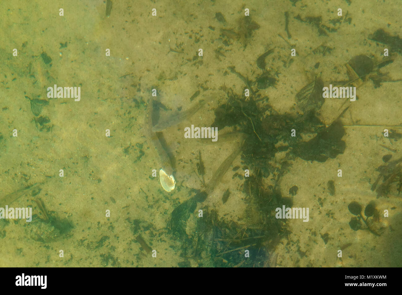 fish under water, underwater world, fishes and shells under water Stock ...