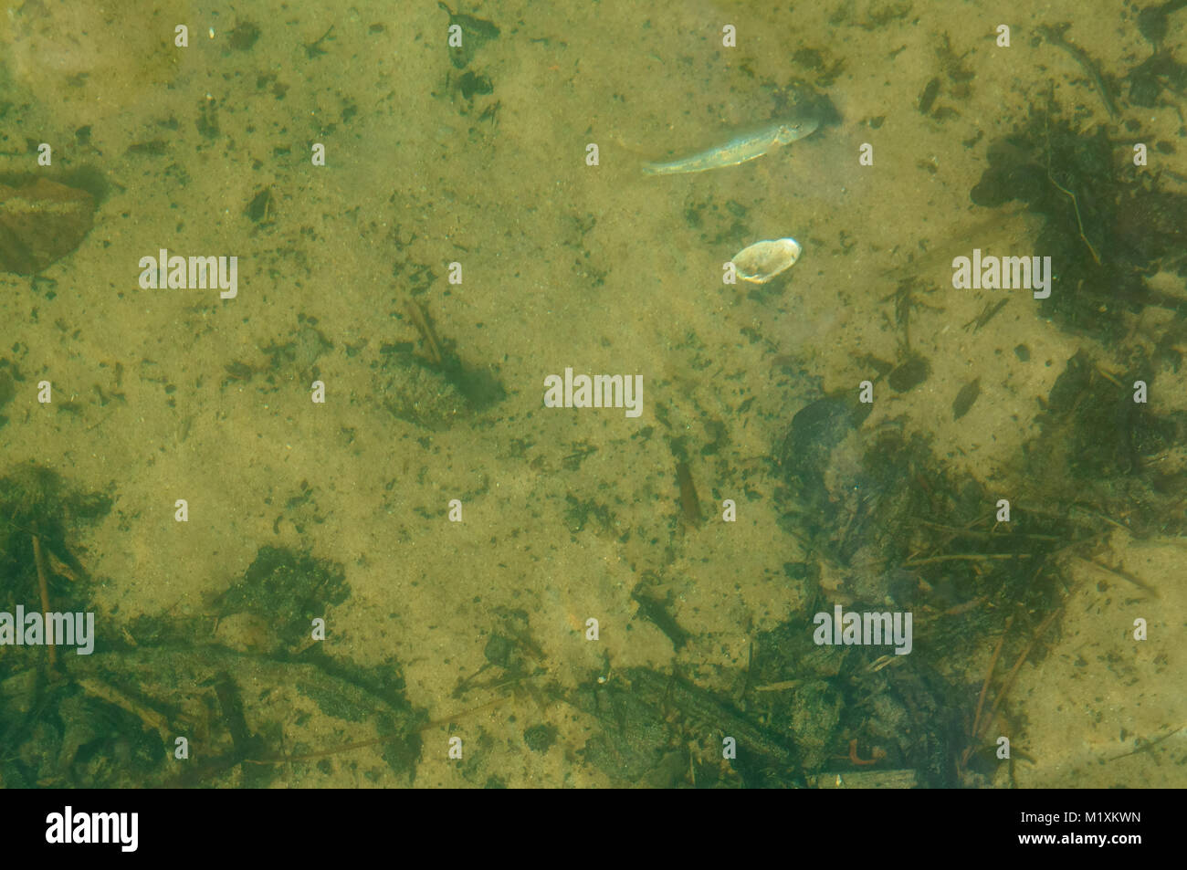 Deep sea fish dark hi-res stock photography and images - Alamy