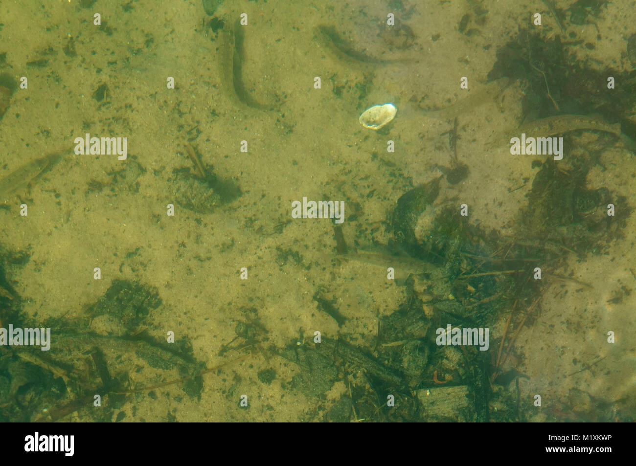 Deep sea fish dark hi-res stock photography and images - Alamy