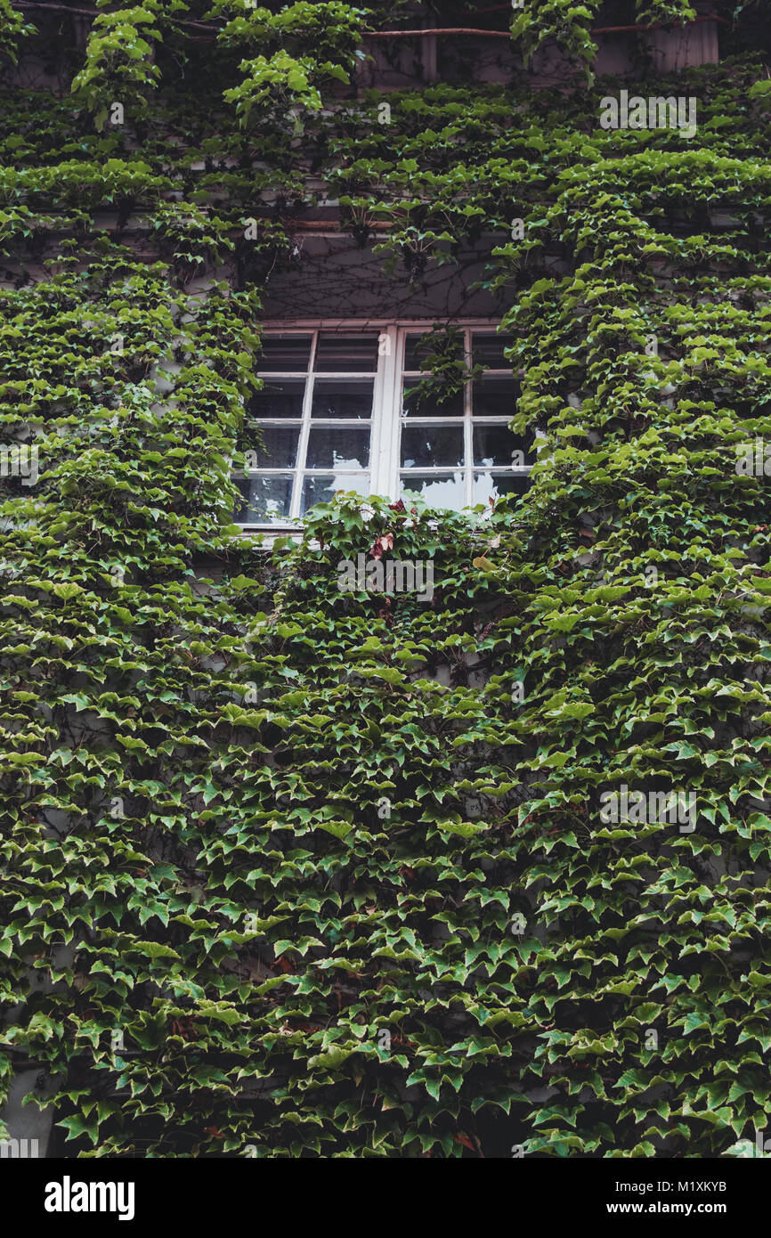 An ivy covered wall and a window surrounded by it Stock Photo - Alamy