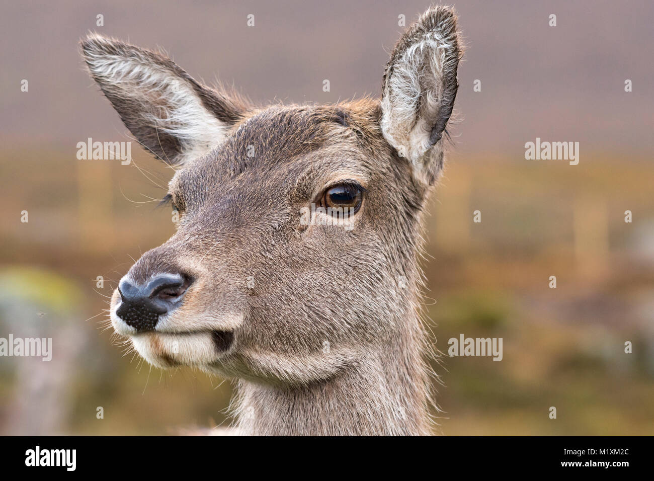 Wild roaming red deer hind close up Scottish Highlands Scotland Stock ...
