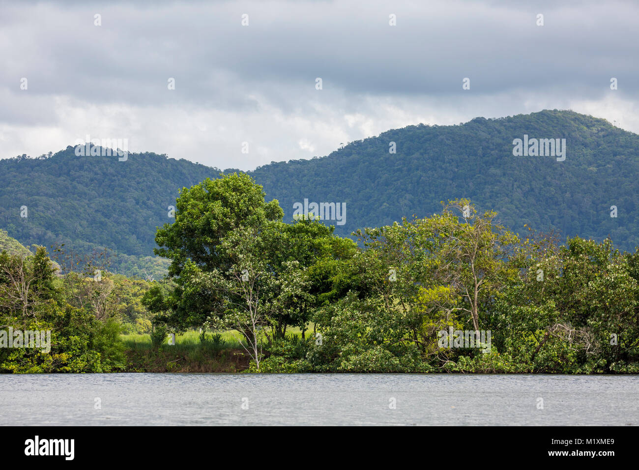 Queensland rainforest hi-res stock photography and images - Alamy
