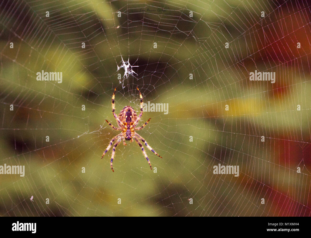 House spider in the middle of its own cobweb hanging in a garden Stock ...