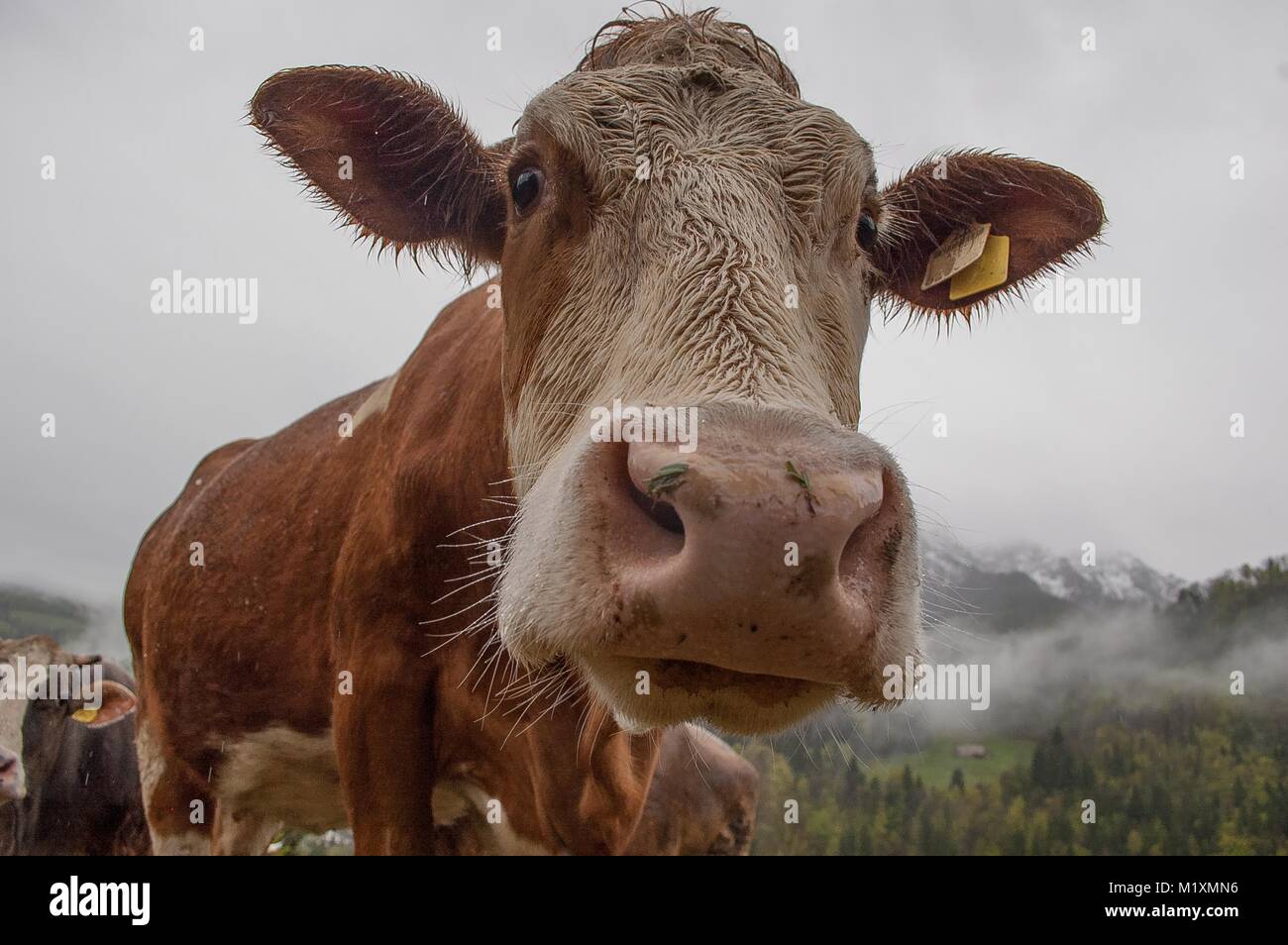 Cows grazing in freedom Stock Photo - Alamy