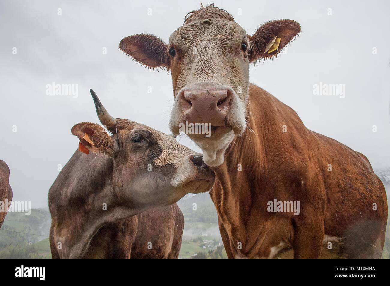 Cows grazing in freedom Stock Photo - Alamy