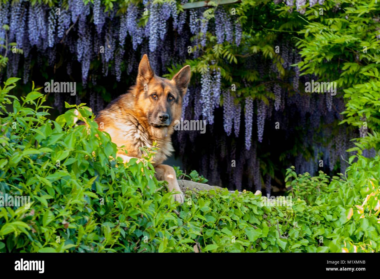 Wolf who watches Stock Photo - Alamy