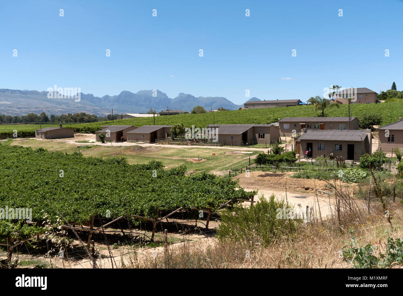 Wine farm workers cottages set close to the vineyards in the Paarl area ...