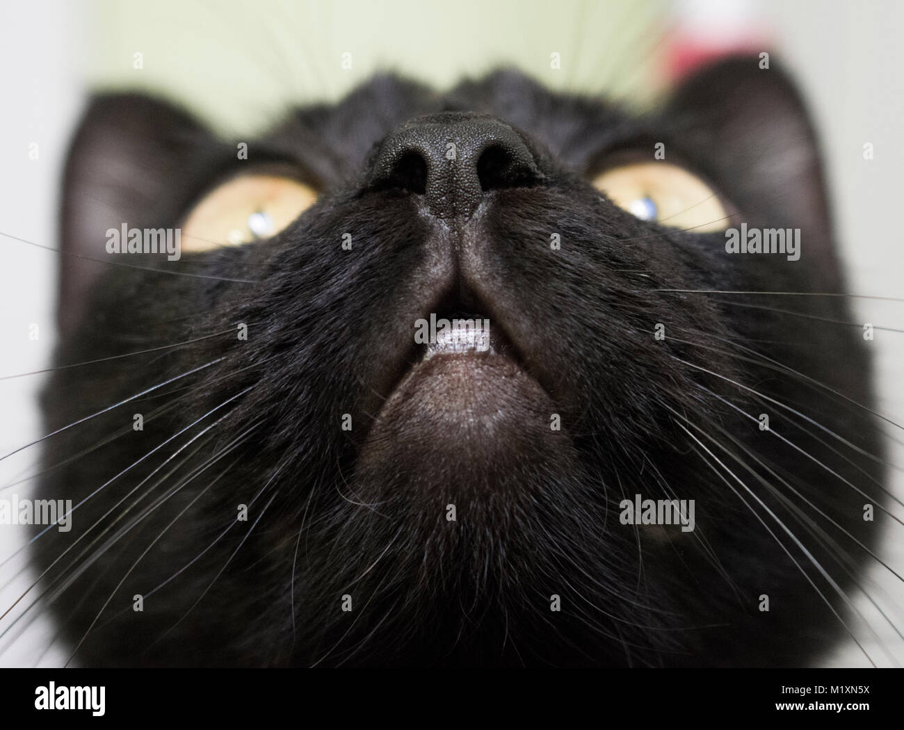 A black cat's face looking up Stock Photo - Alamy