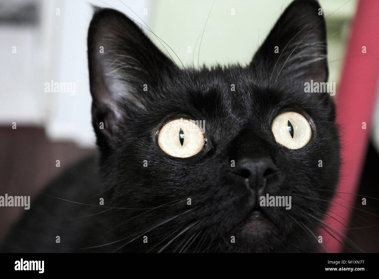 A cute black cat head looking up, closeup shoot Stock Photo - Alamy