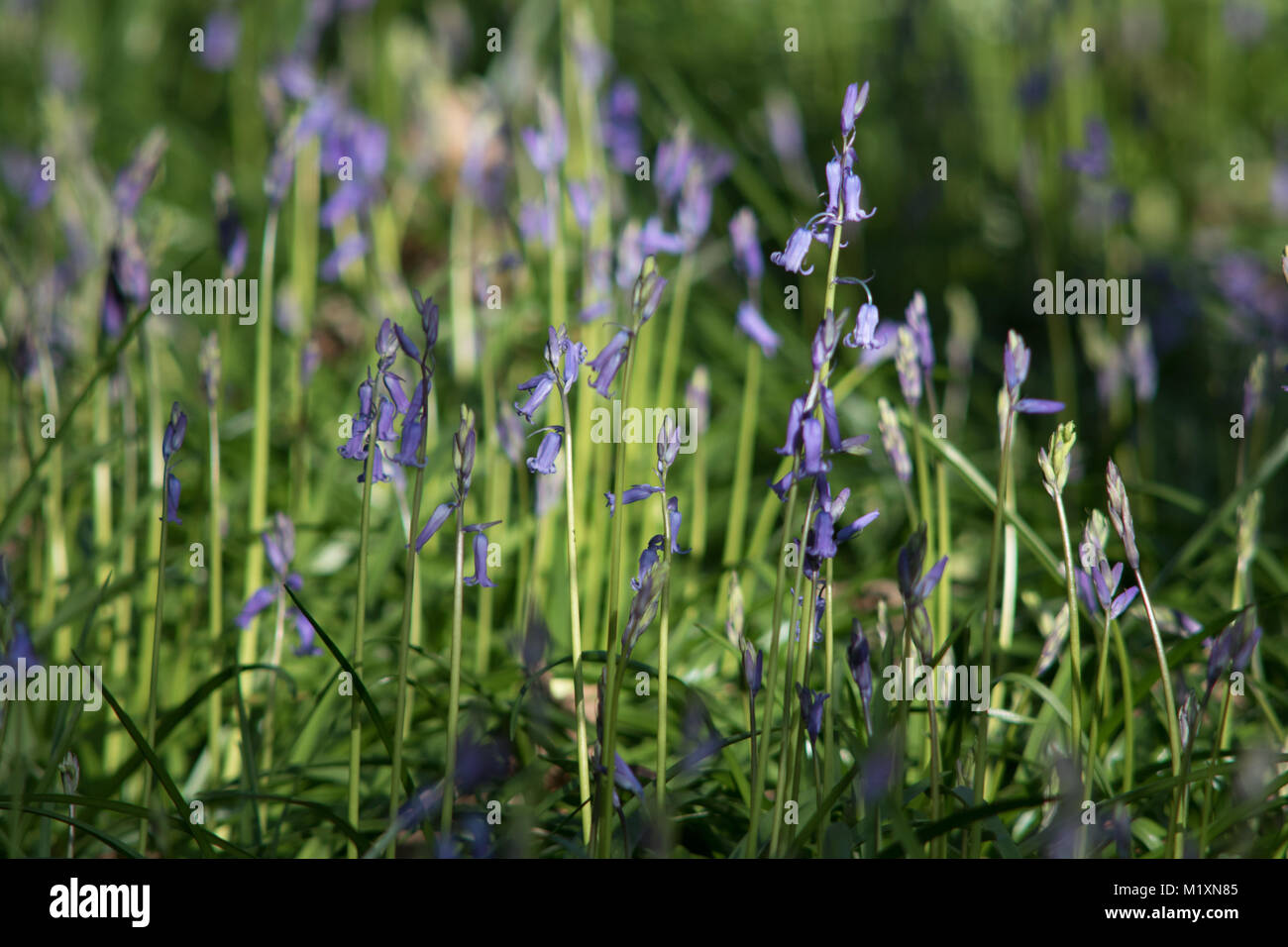 Beautiful close-up of springtime Bluebells taken at young epilepsy in ...
