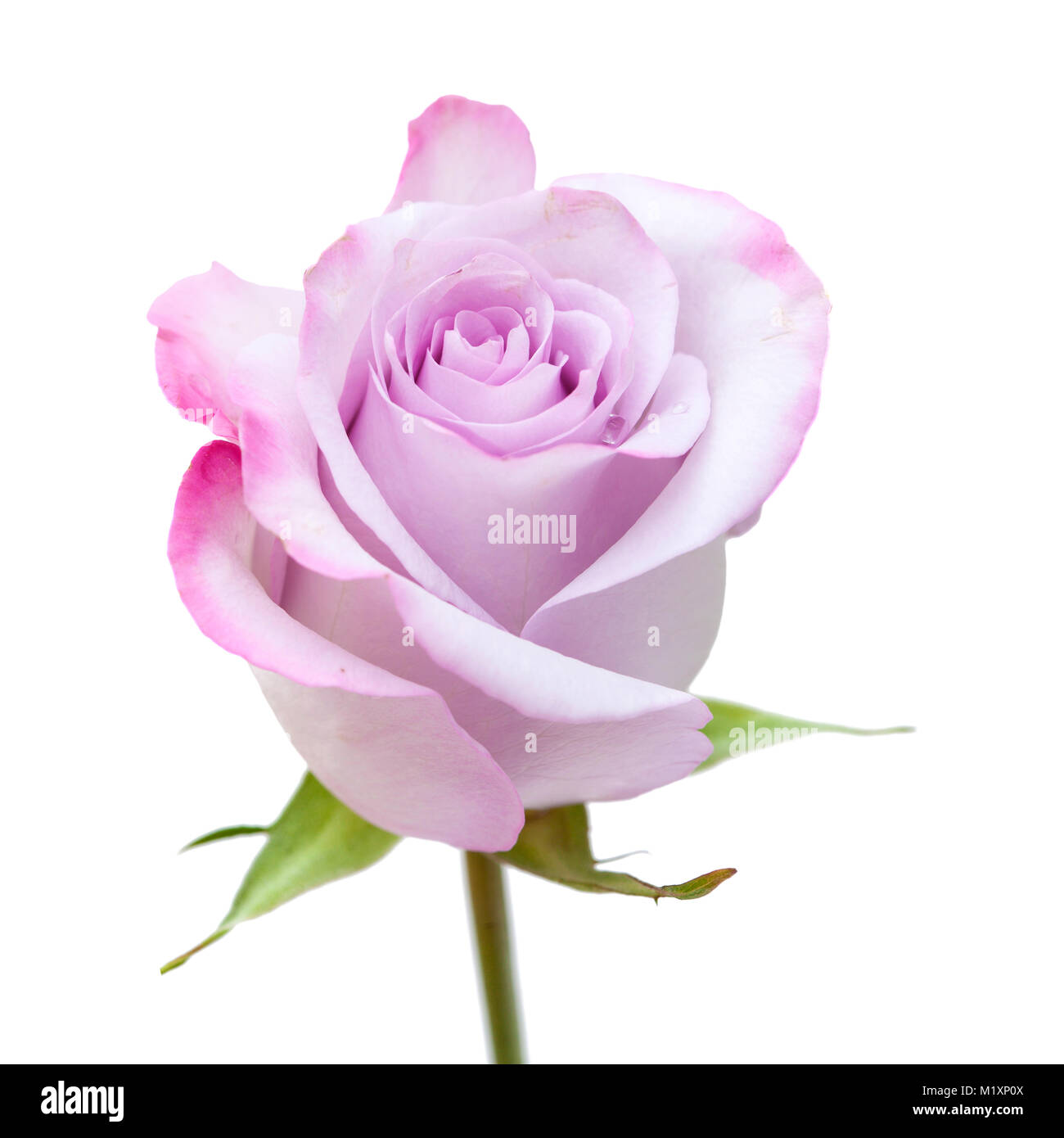 single rose flower with unusual color - pale blue - lilac petals Stock ...