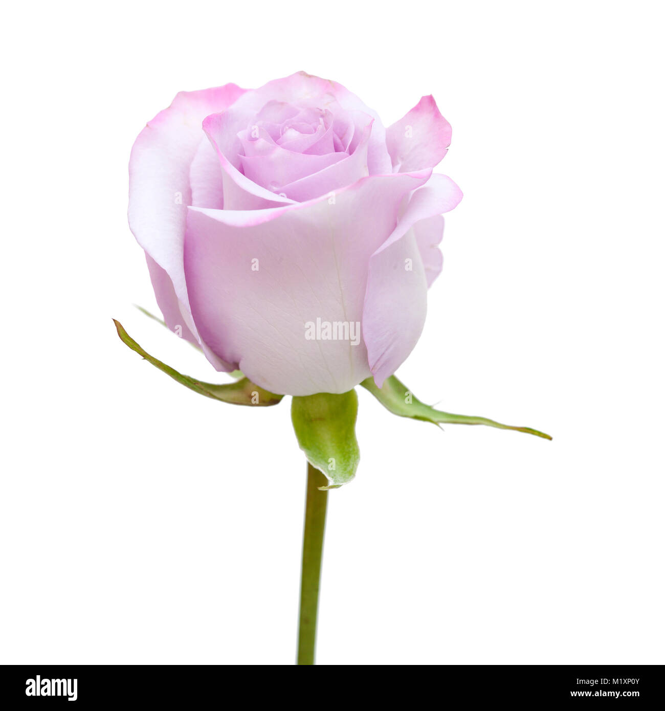 Rose cultivar Cut Out Stock Images & Pictures - Alamy