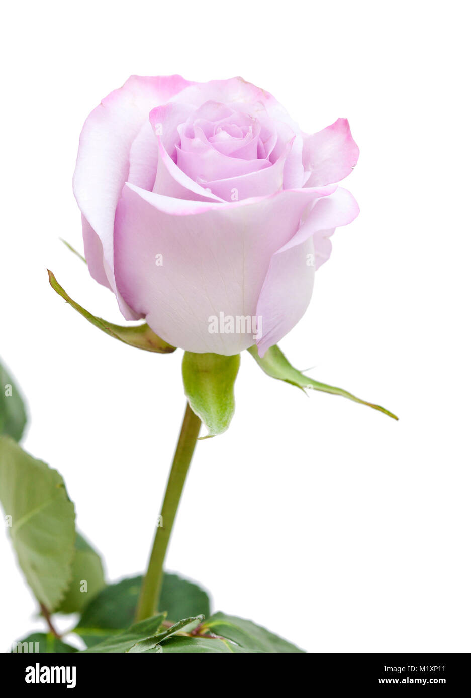 single rose flower with unusual color - pale blue - lilac petals Stock ...