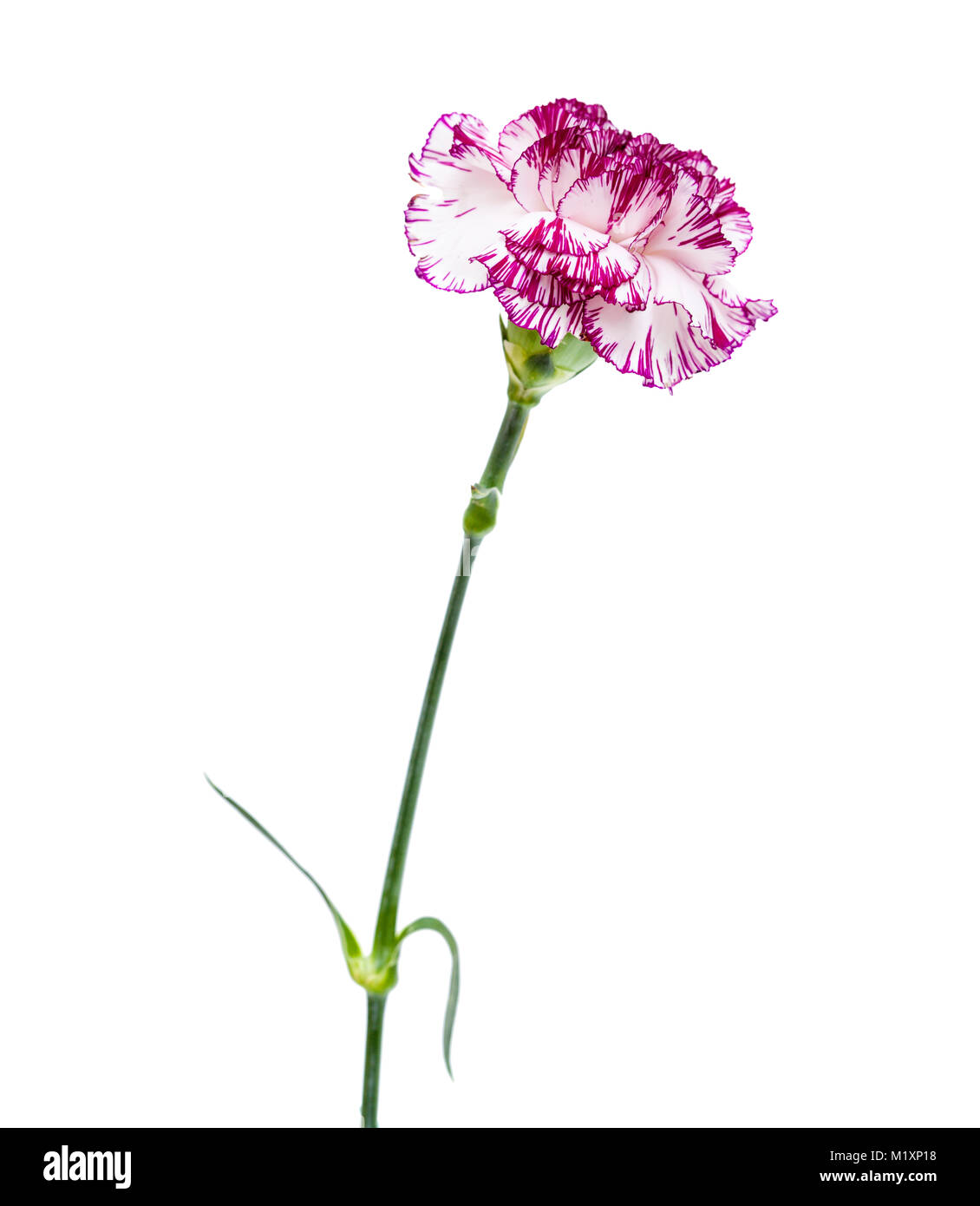 single carnation flower with unusual color - pale lilac petals wit ...