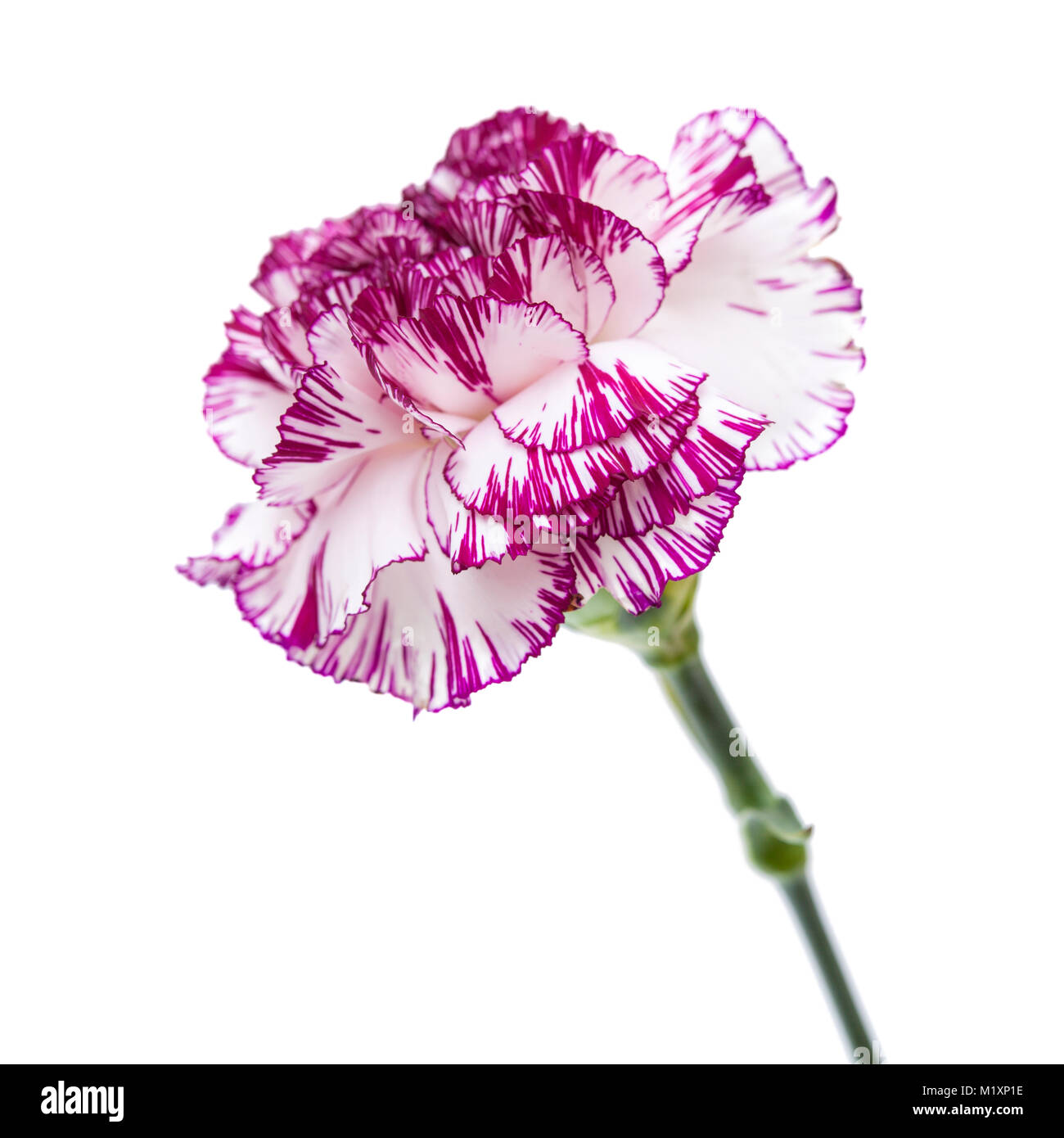 Carnation Flower Colors