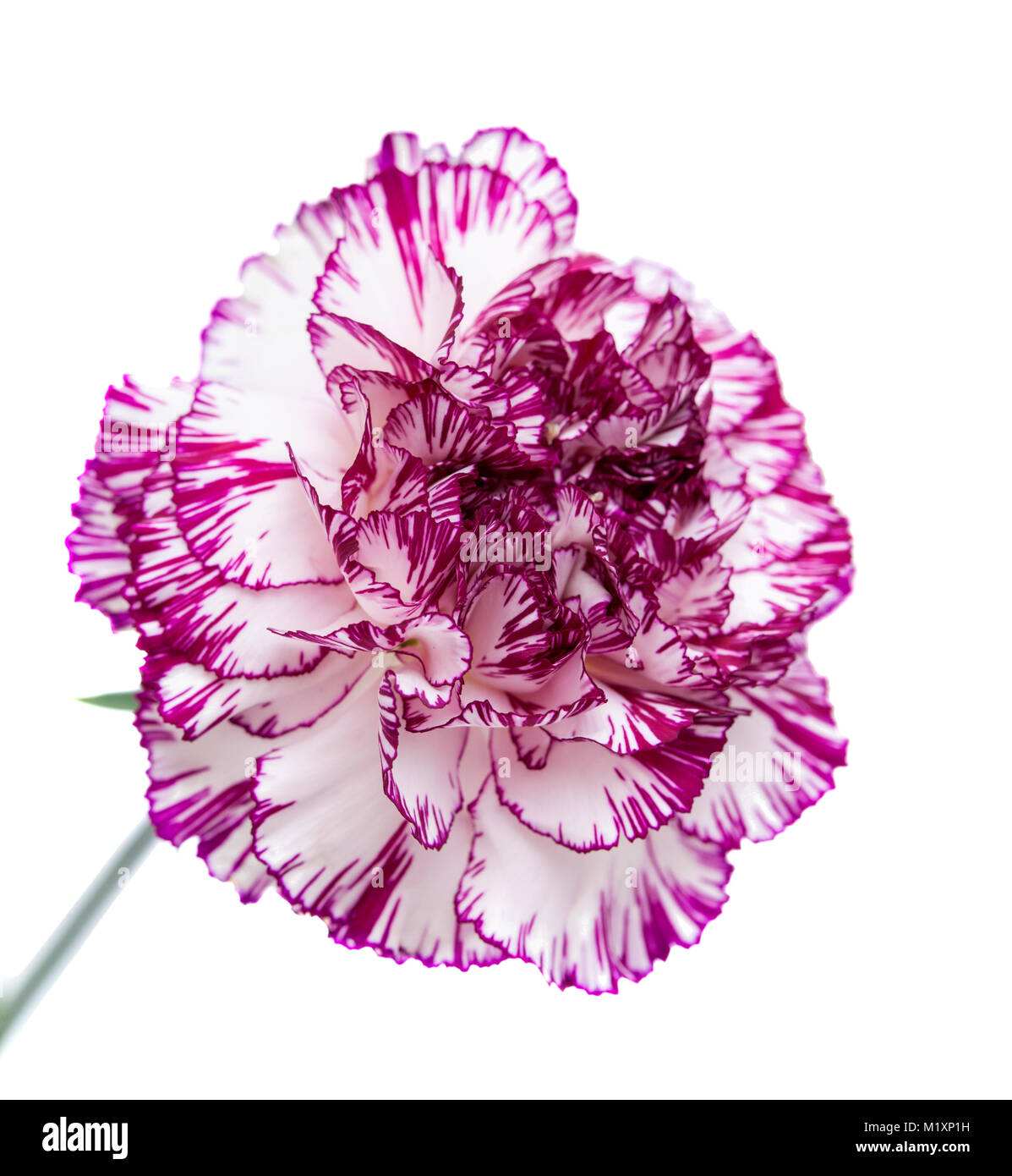 single carnation flower with unusual color - pale lilac petals wit ...