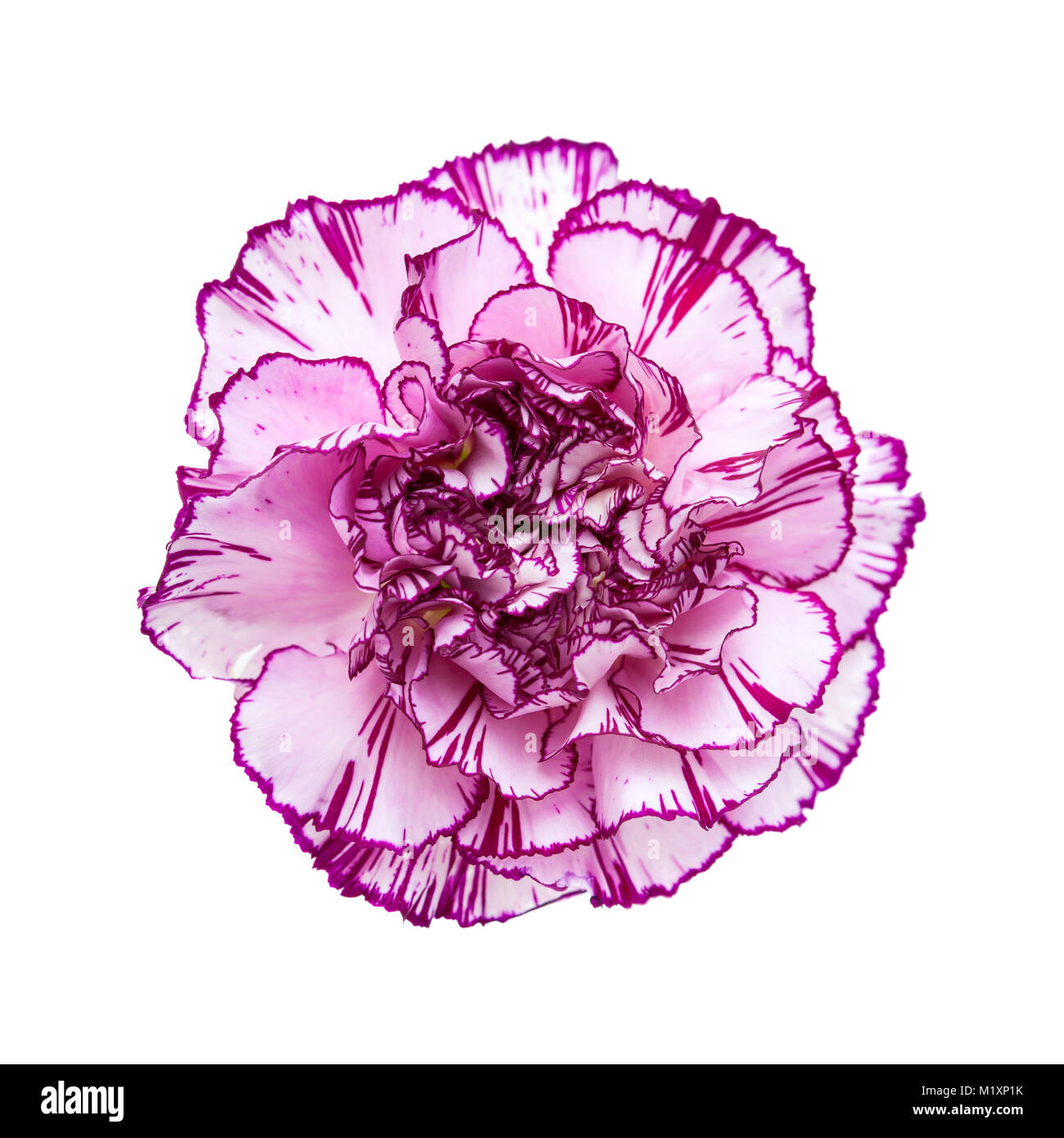 single carnation flower with unusual color - pale lilac petals wit ...