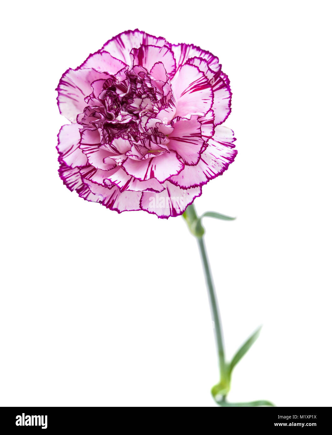 single carnation flower with unusual color - pale lilac petals wit ...