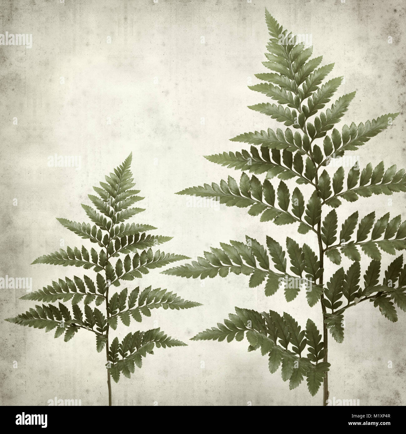 textured old paper background with leather leaf fern Stock Photo - Alamy