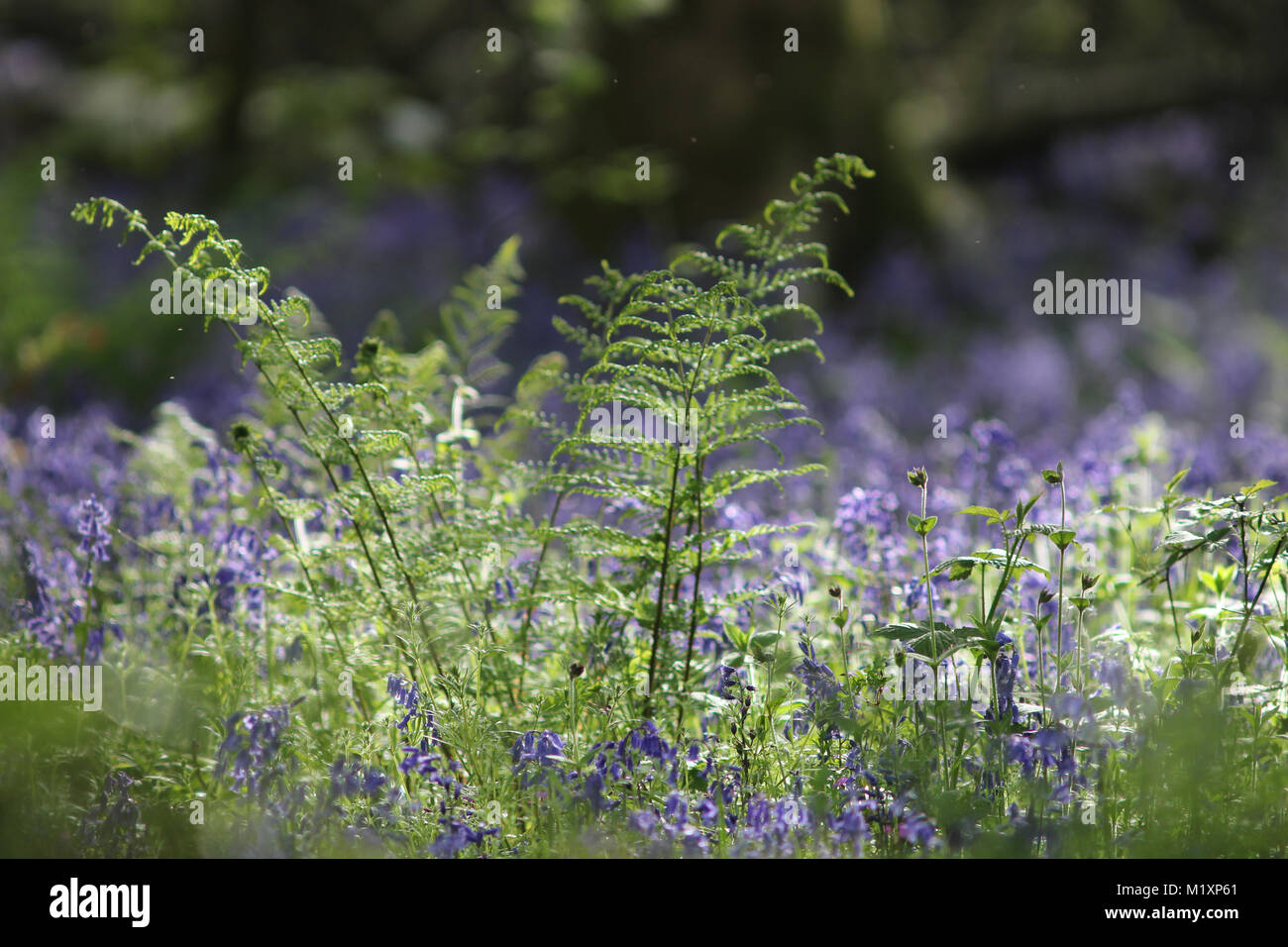 Beautiful wild ferns hi-res stock photography and images - Alamy