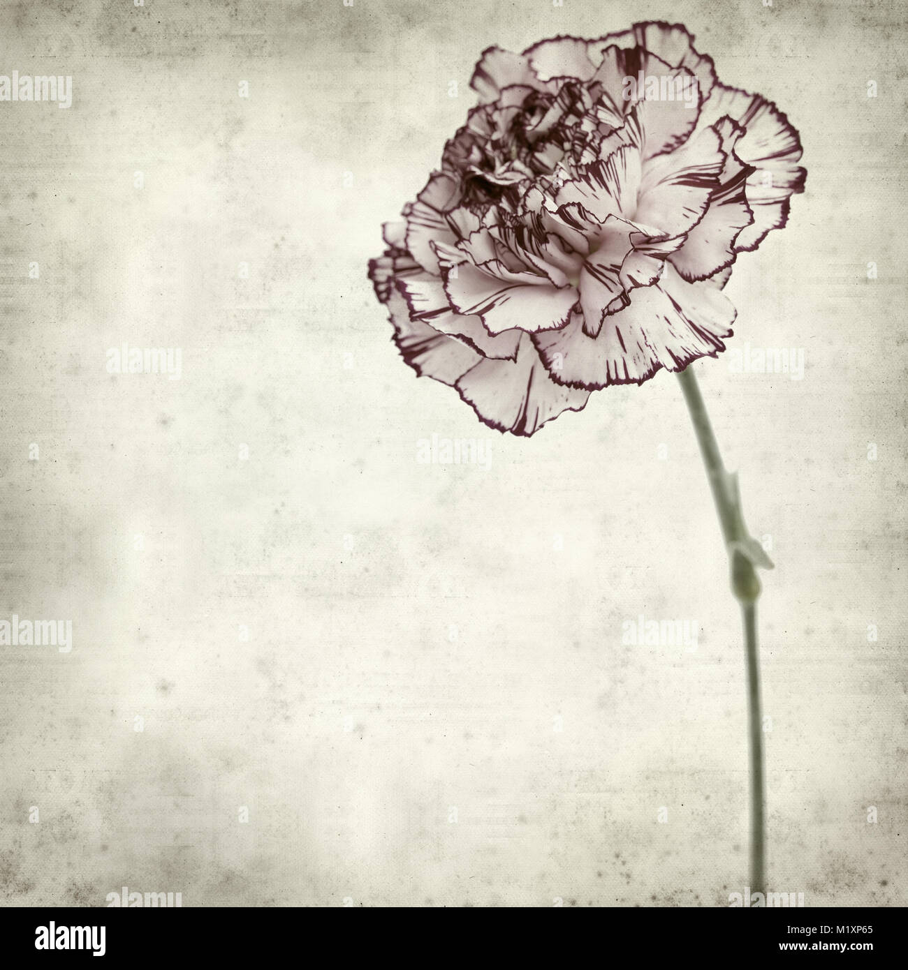 textured old paper background with variegated carnation flower Stock ...
