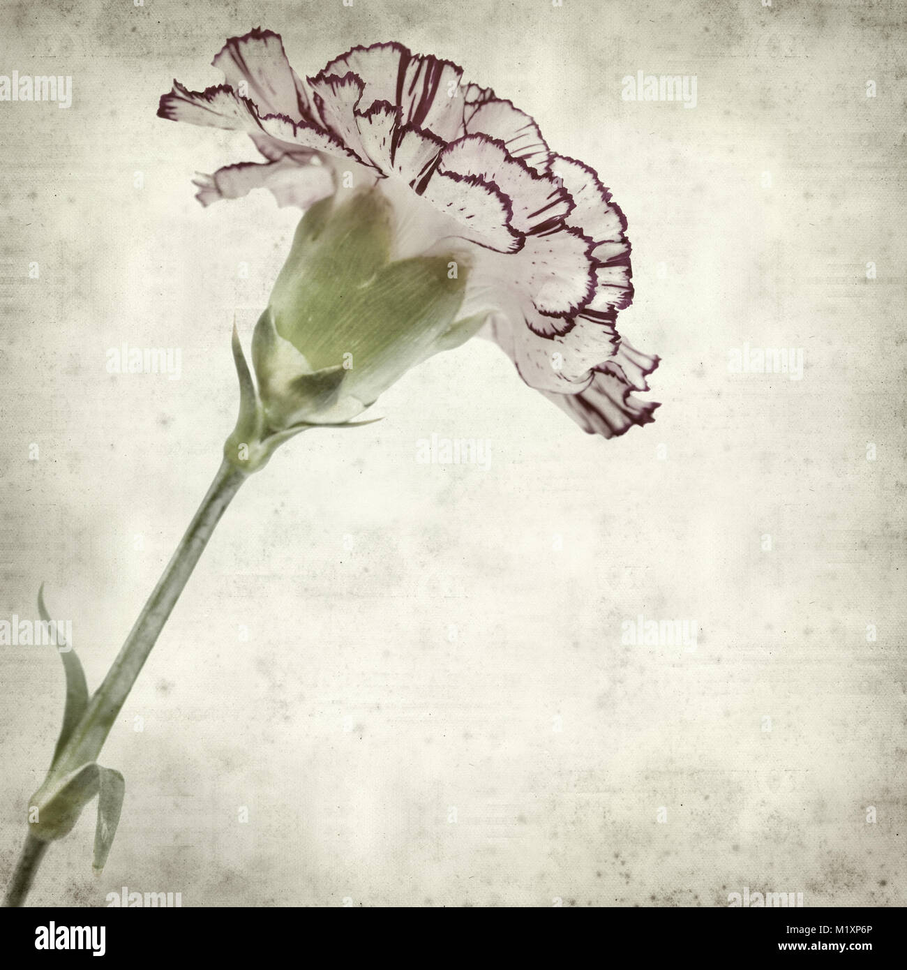 textured old paper background with variegated carnation flower Stock ...