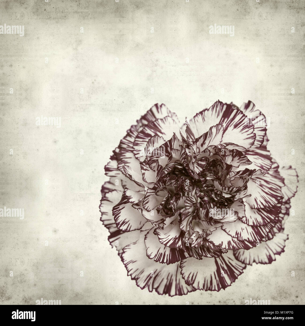 textured old paper background with variegated carnation flower Stock ...