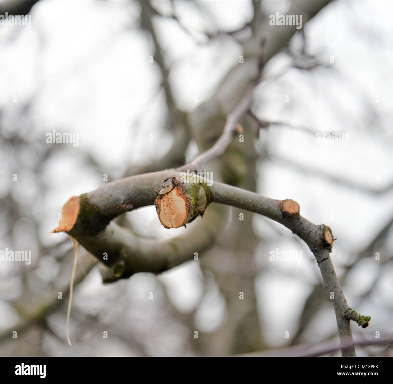 Fresh pruned apple branch in winter,image of a Stock Photo - Alamy