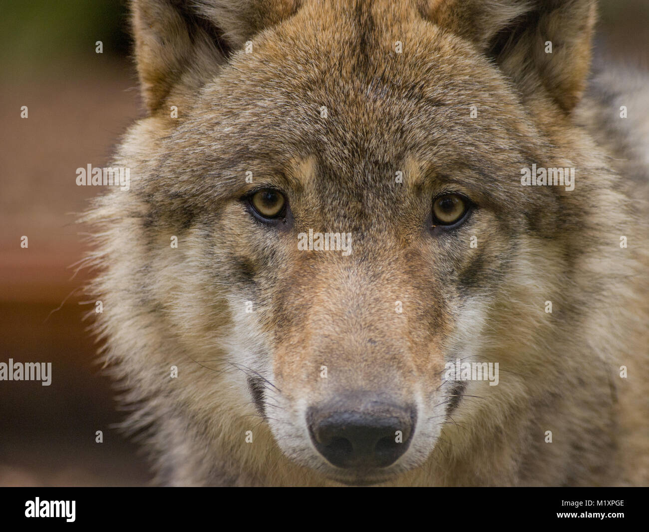 Wolf eyes hi-res stock photography and images - Alamy
