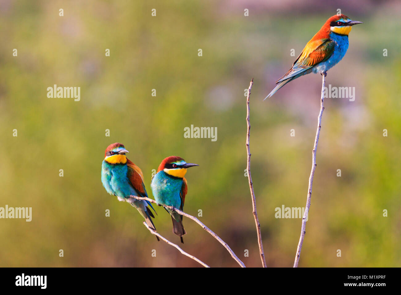 Three colored birds sit on thin branches , wildlife, warming, animals ...
