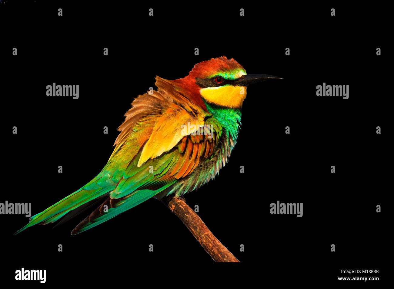 exotic colored bird is isolated on a black background , design, work ...