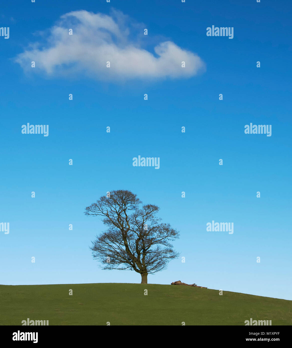 single tree with single cloud above in the peak district national park ...
