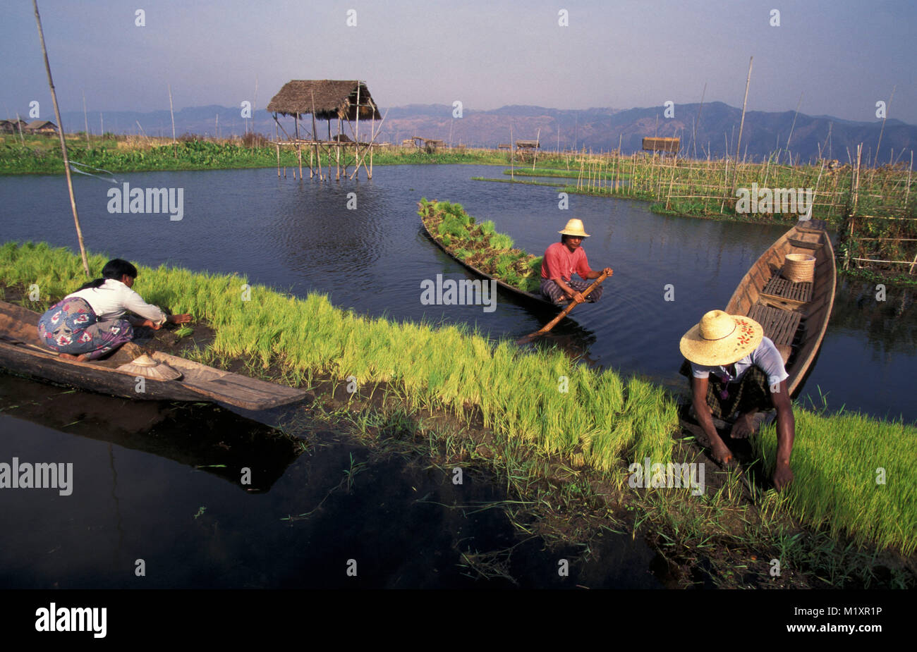 Myanmar (Burma). Inle Lake. Floating rice fields. Agriculture. People ...
