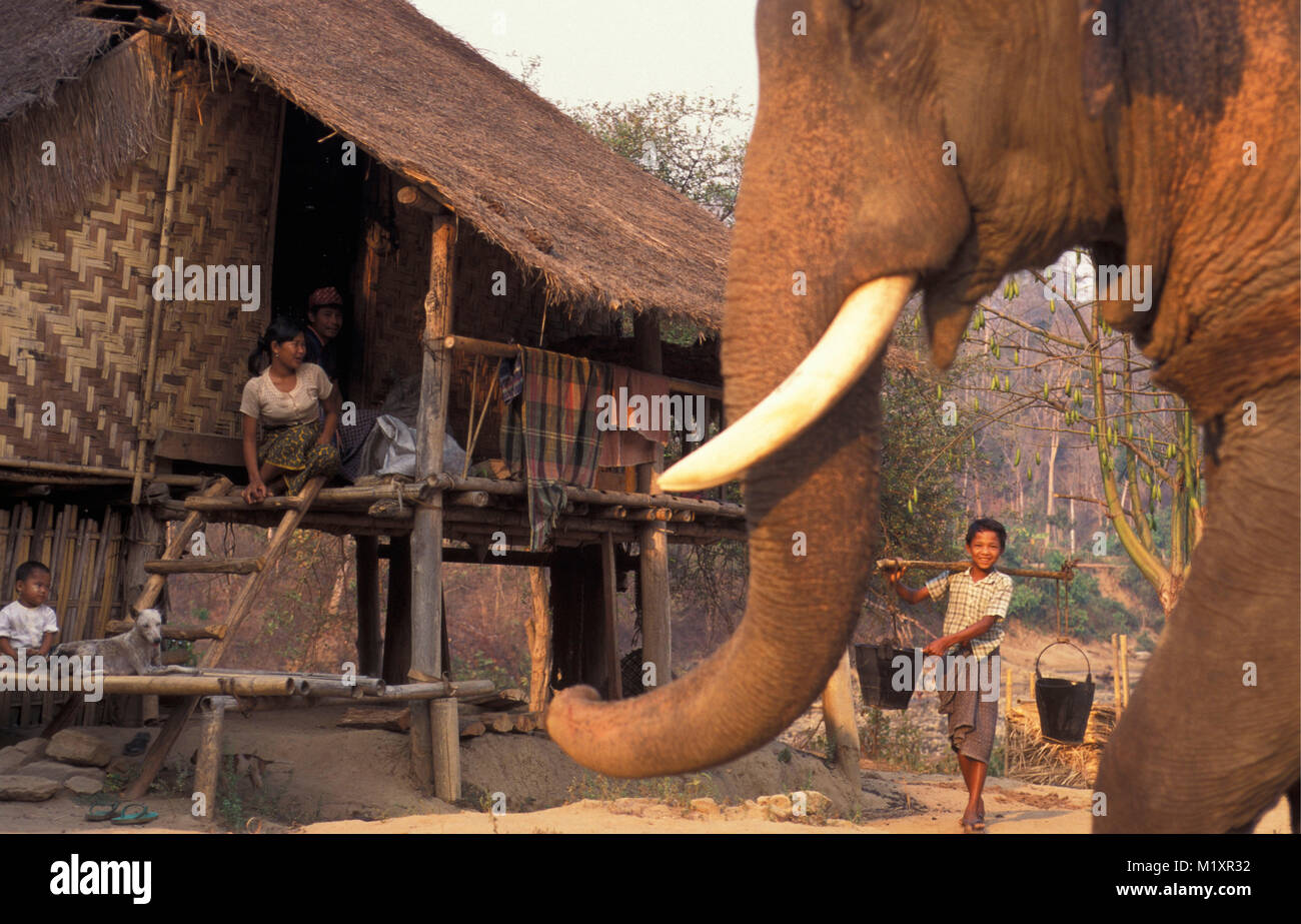 Myanmar (Burma). Bago (Pegu) Yoma mountains. Elephant working camp and ...