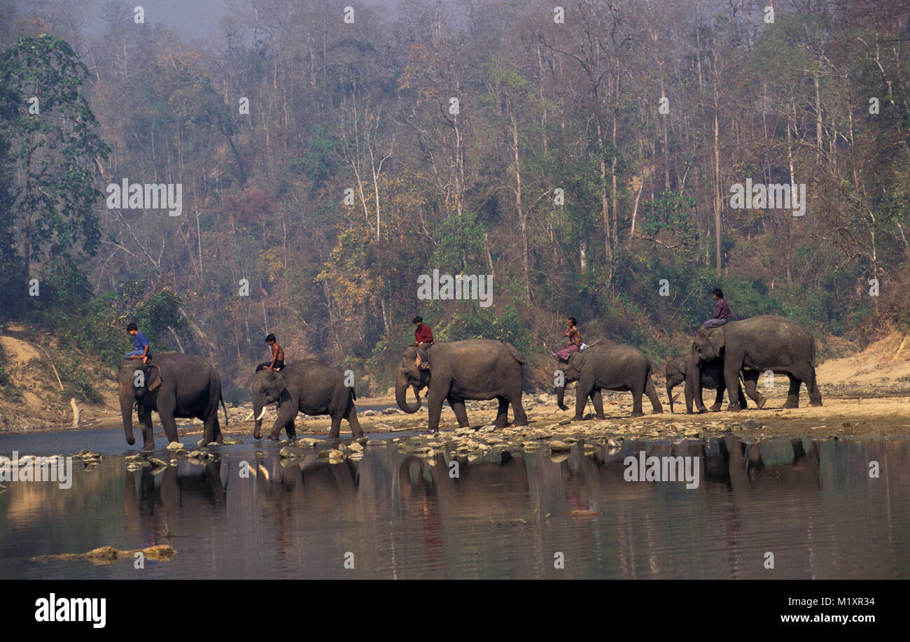 Bago forest High Resolution Stock Photography and Images - Alamy