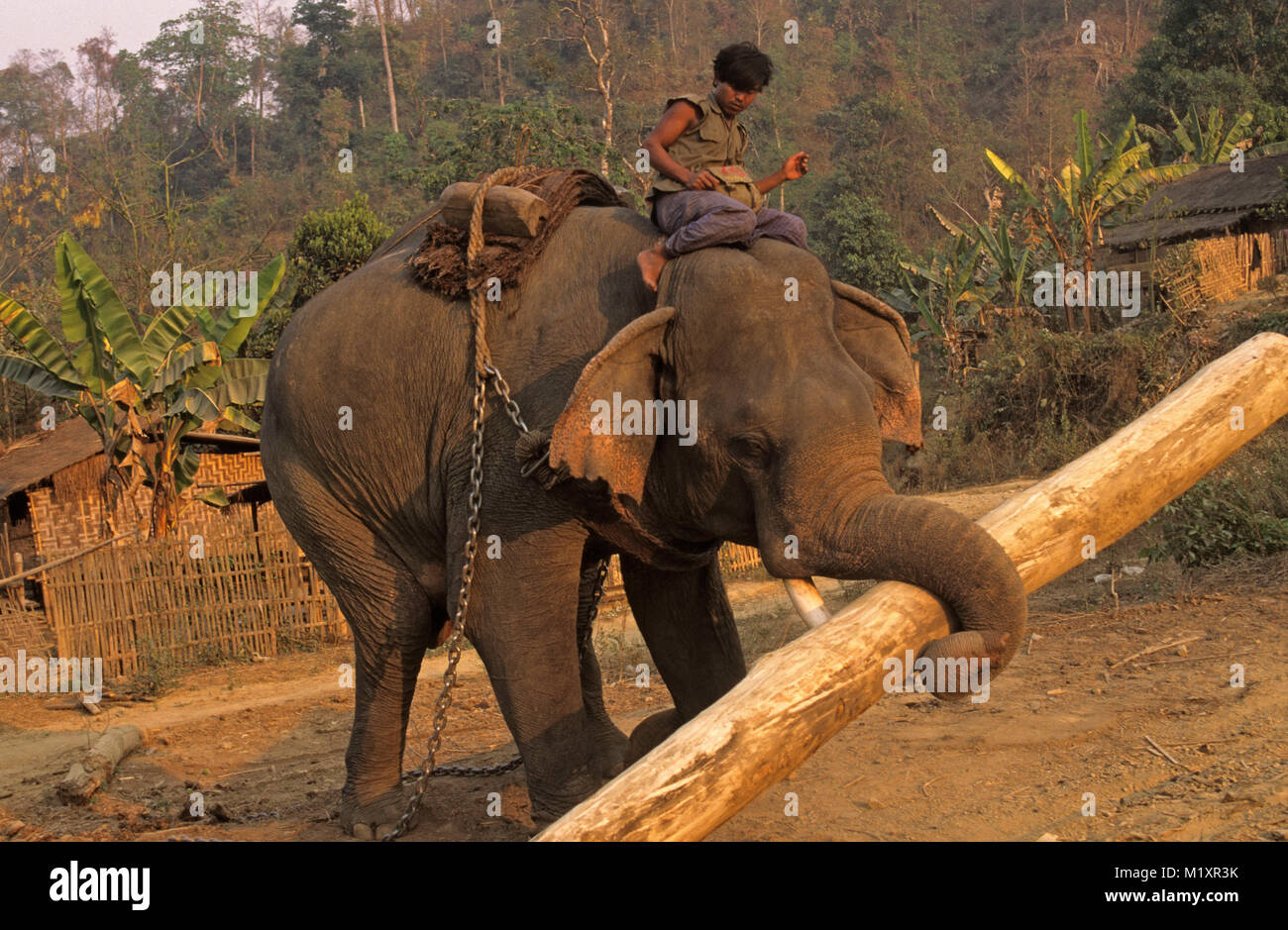 Myanmar (Burma). Bago (Pegu) Yoma mountains. Elephant working camp and ...