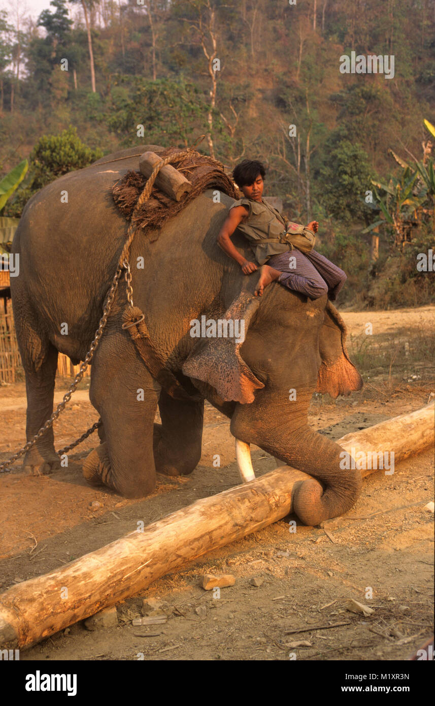 Myanmar (Burma). Bago (Pegu) Yoma mountains. Elephant working camp and ...