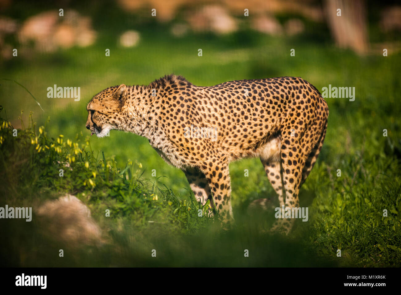 Cheetah animal hi-res stock photography and images - Alamy