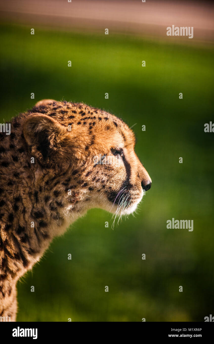 Portrait of wild Cheetah on Green Fields Stock Photo - Alamy