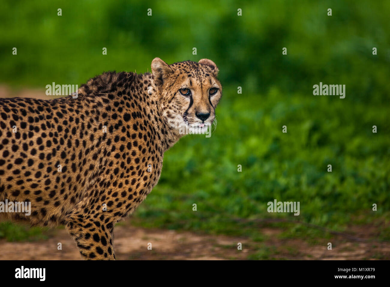 Cheetah animals hi-res stock photography and images - Alamy