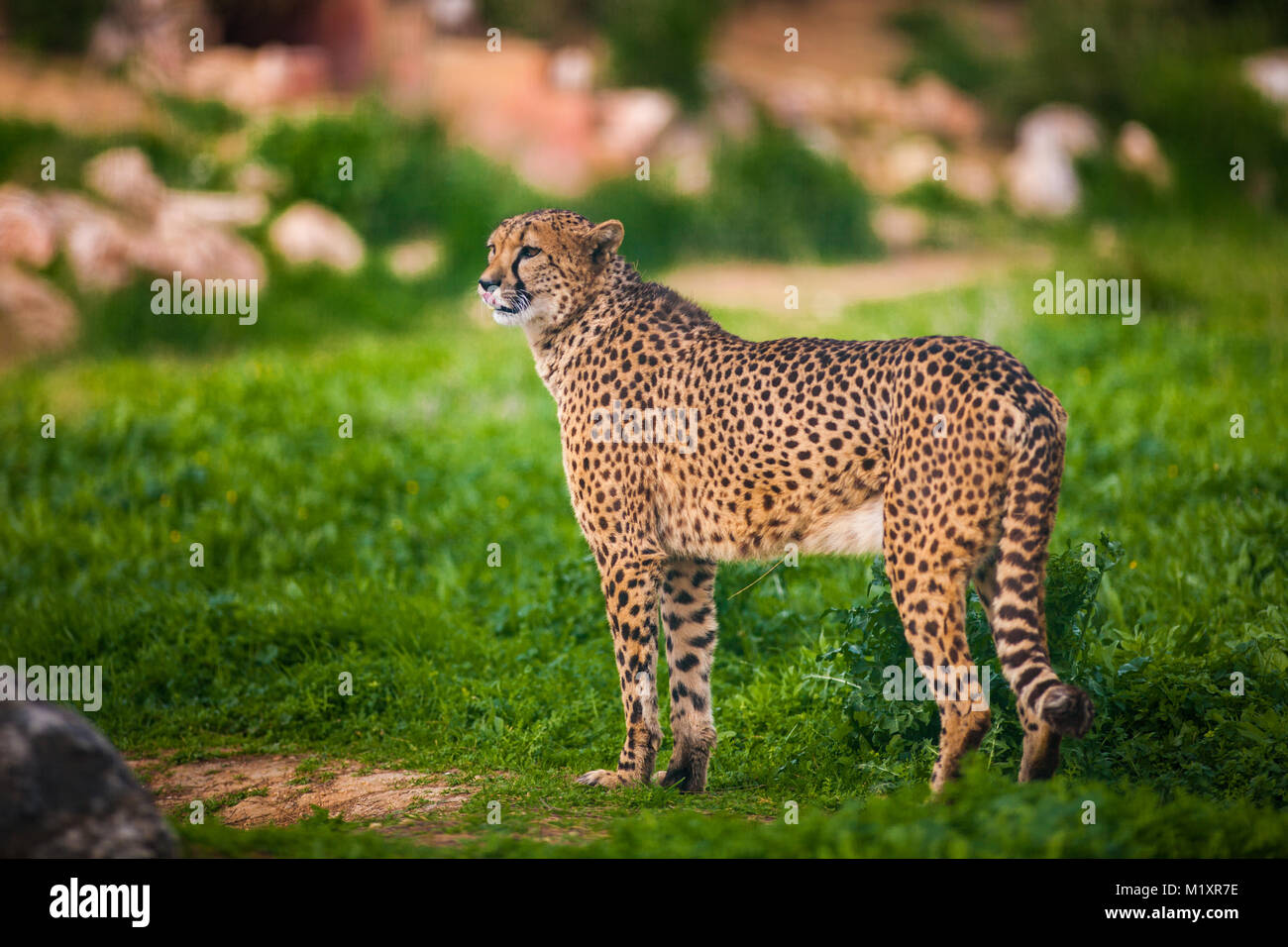 Cheetah close hi-res stock photography and images - Alamy